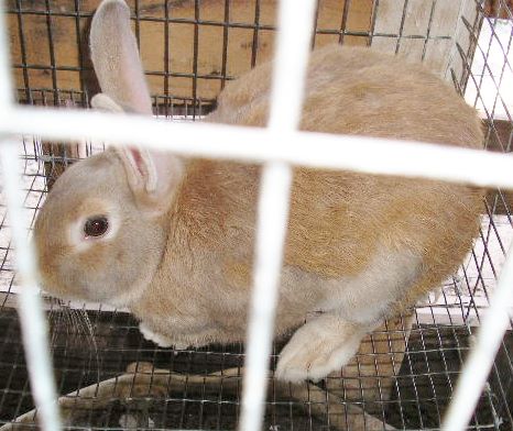 Al's Bargain Barn: New Zealand Buck Rabbits