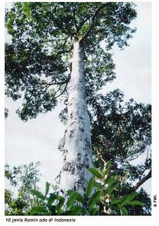 Peredaran Hasil Hutan: PEREDARAN DAN PEMANFAATAN KAYU RAMIN