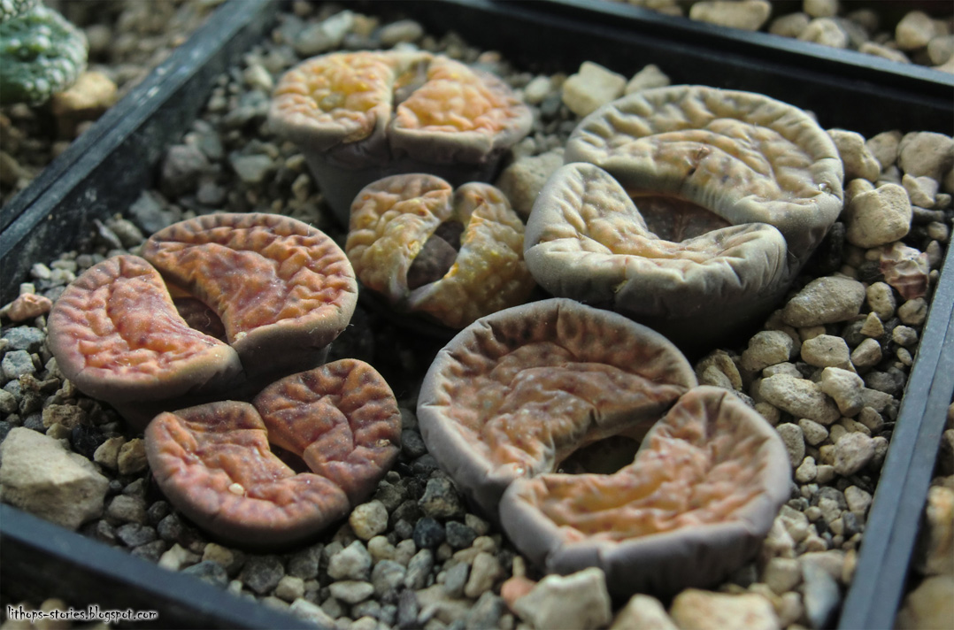 Lithops Stories: Beautiful ugliness (2 pics)