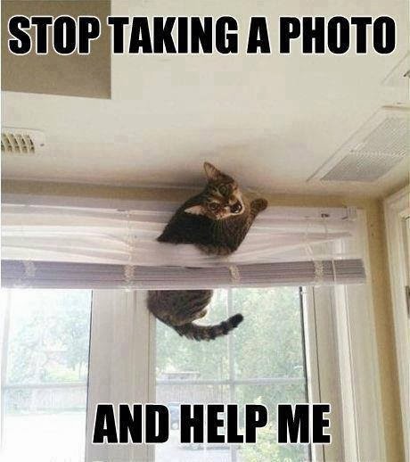 Stop Taking a Photo Help me |Cat Pictures