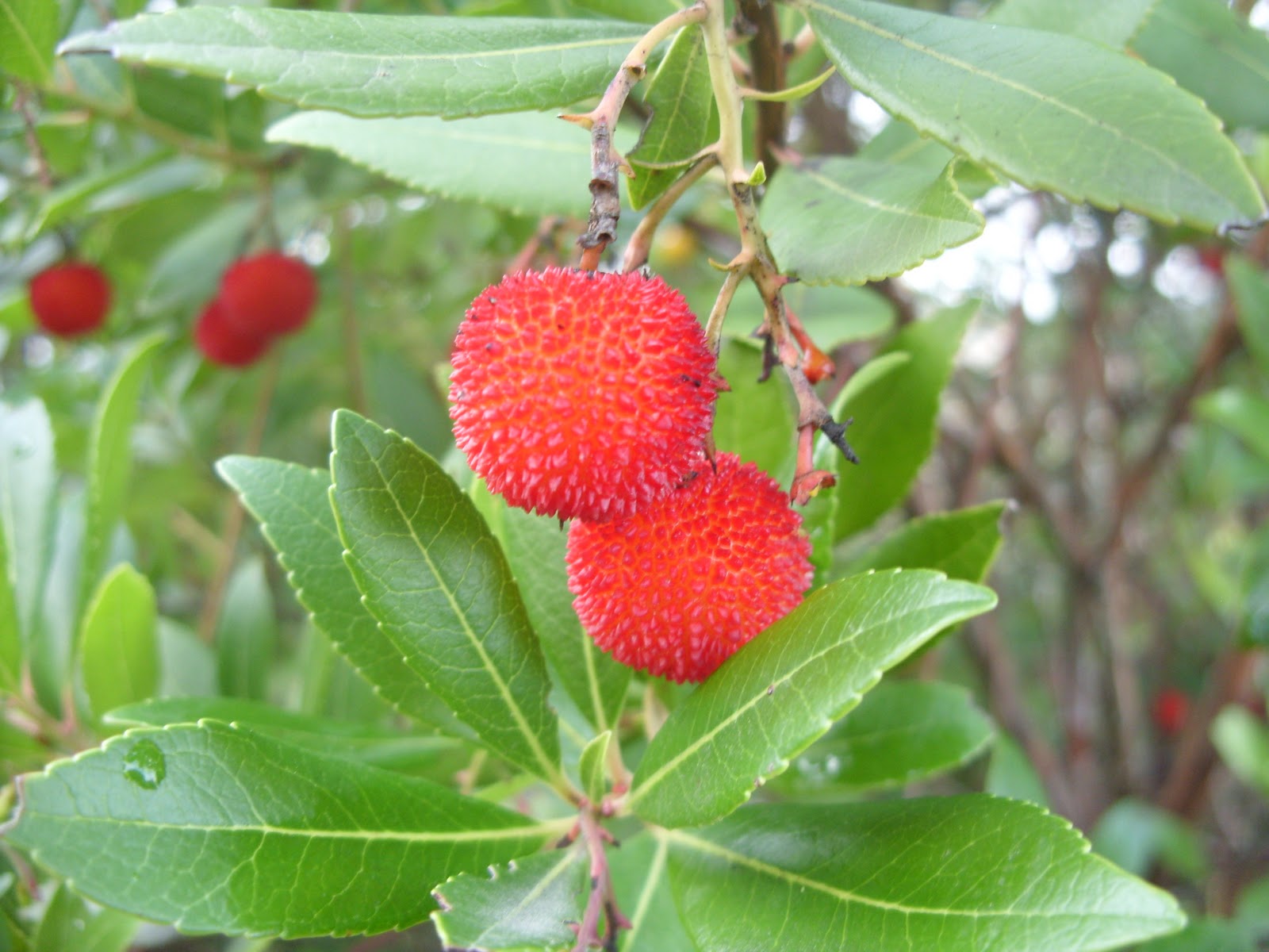 Jardim Autóctone: Medronheiro (Arbutus unedo)