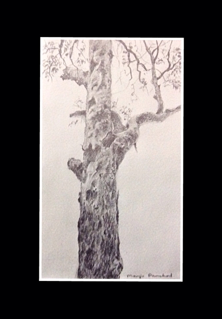 Paintings and Drawings by Manju Panchal: Sketching of a tree using ...