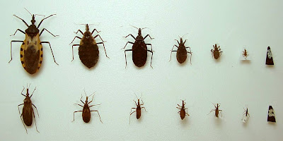 LA NUEVA CARAVANA: CHINCHES