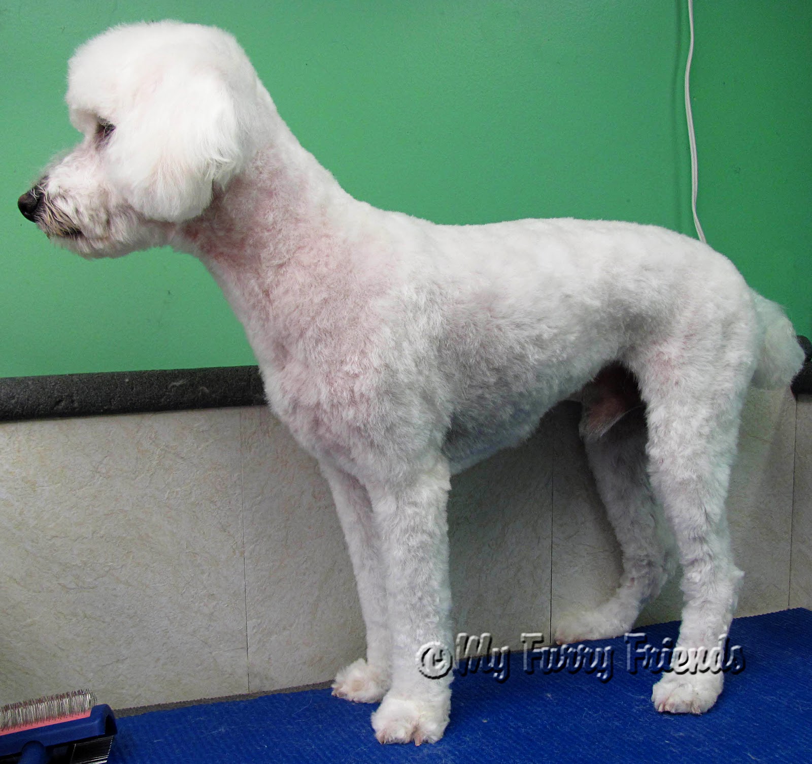 Pet Grooming: The Good, The Bad, & The Furry: Never Been Professionally ...