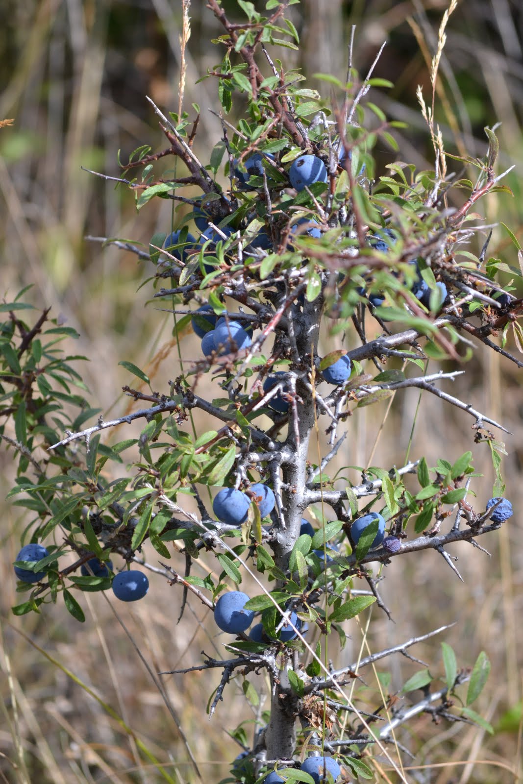 EN EL MONCAYO: Endrino(Fruto) (Prunus spinosa )