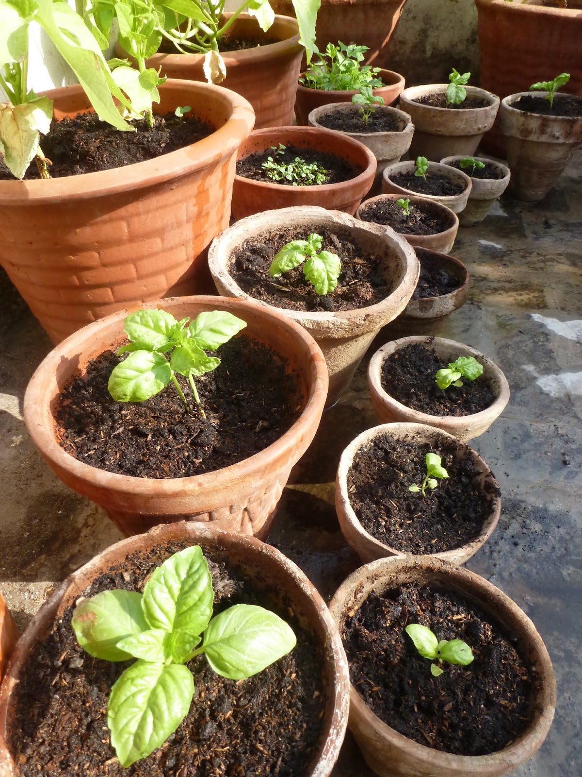 Balcony Jungle Lahore: Joshanda and the importance of medicinal plants