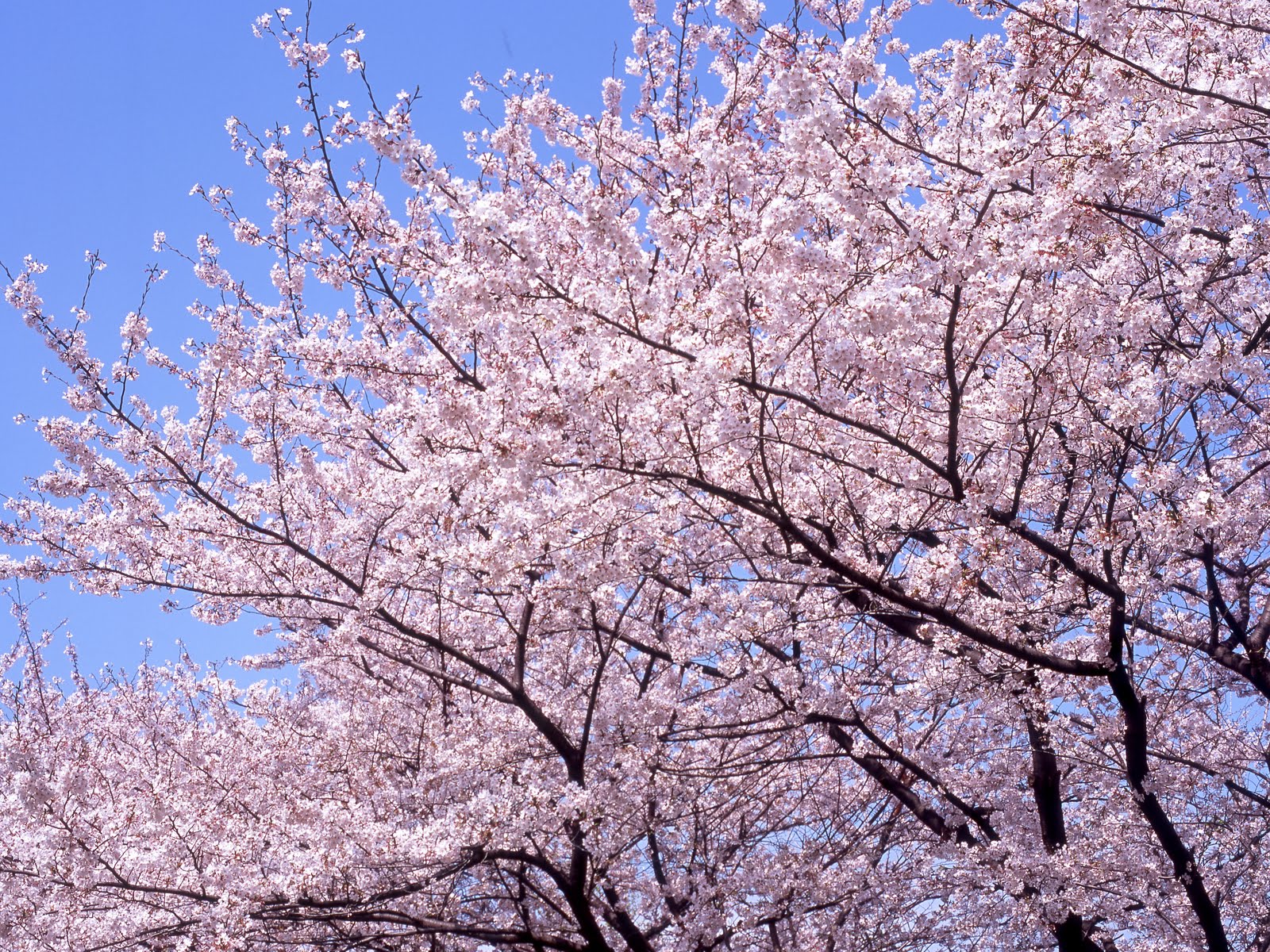 UNKAIの撮り歩き: さくら、さくら