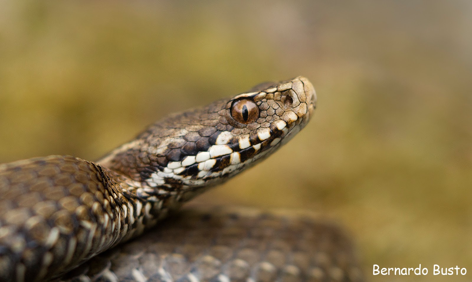 RÍA DE LA VILLA: septiembre 2015