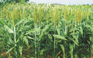 BUDIDAYA SORGUM DI LAHAN KERING