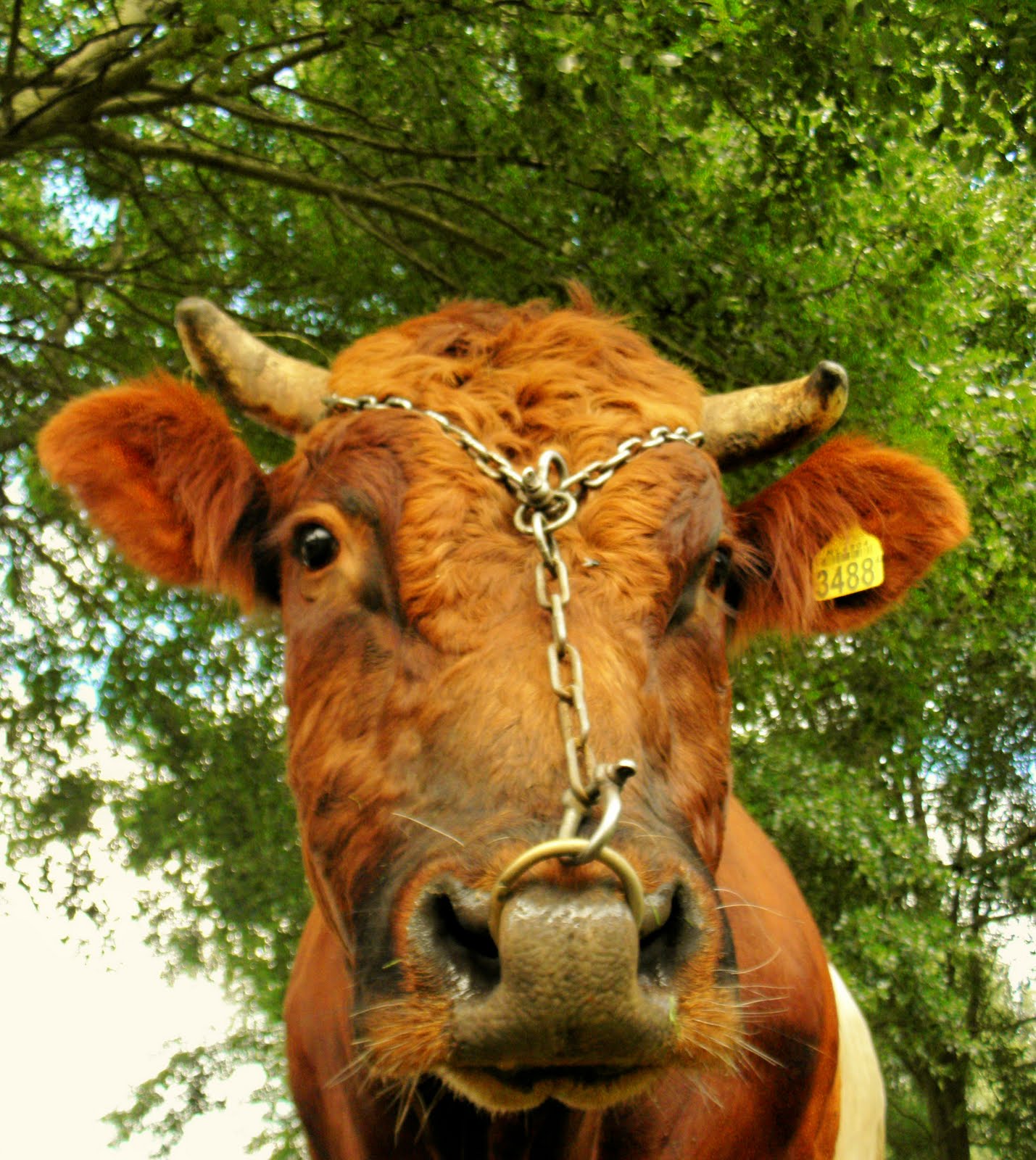 kinderboerderij winschoten: stier