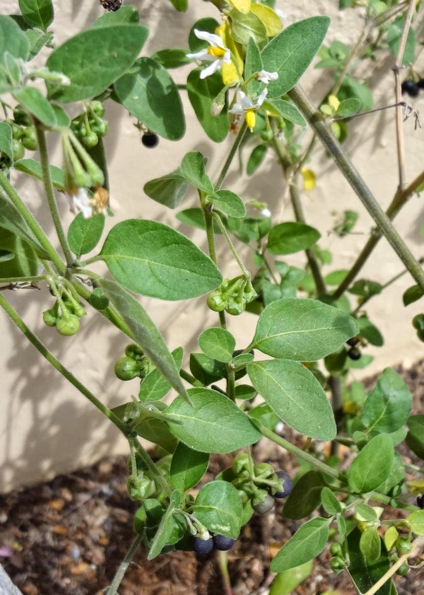 Jane Trembath: How to Make Umsoba / Msoba / Nightshade / Nastergal Jam