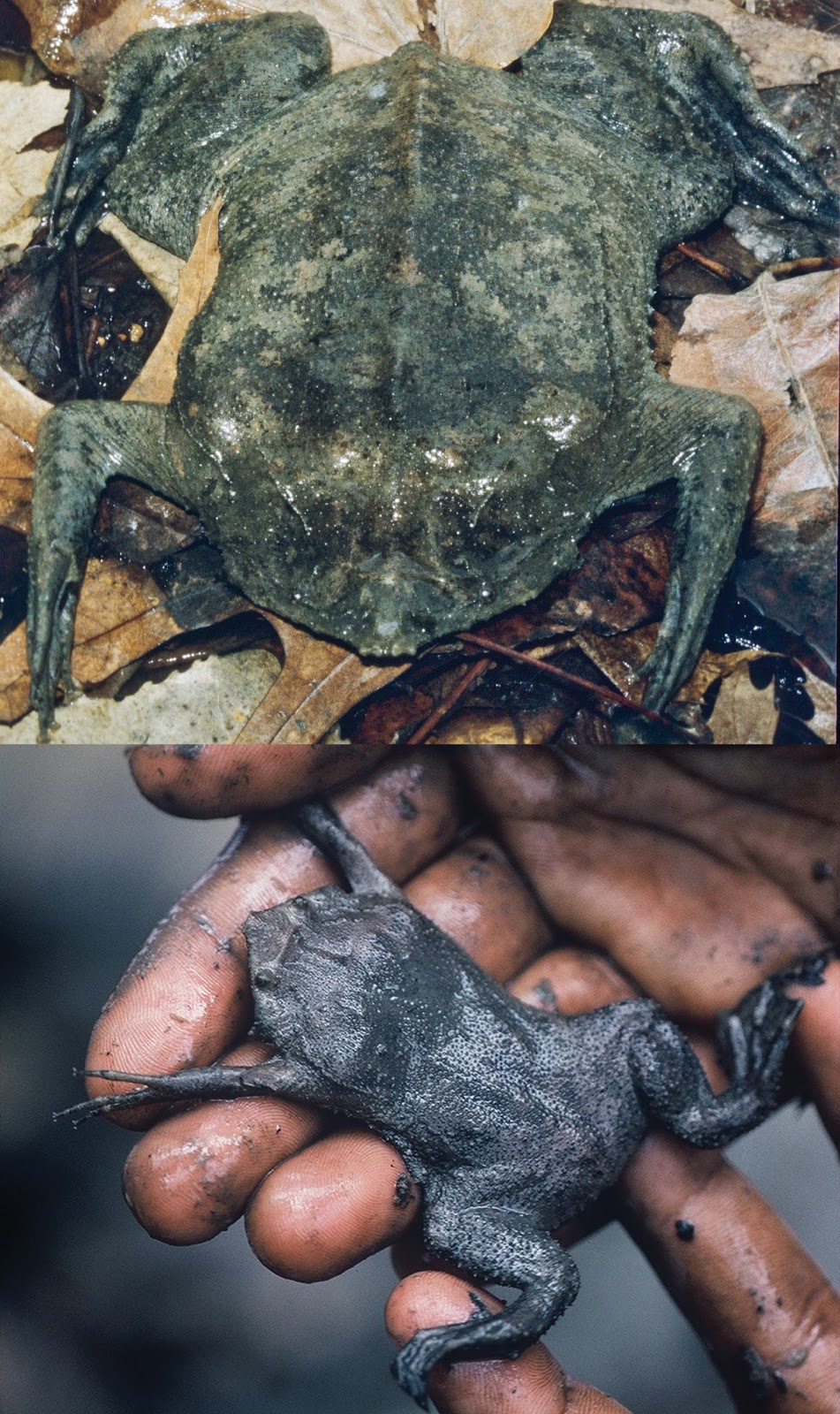 The Herpetology of Trinidad and Tobago: Suriname Toad, Pipa pipa ...