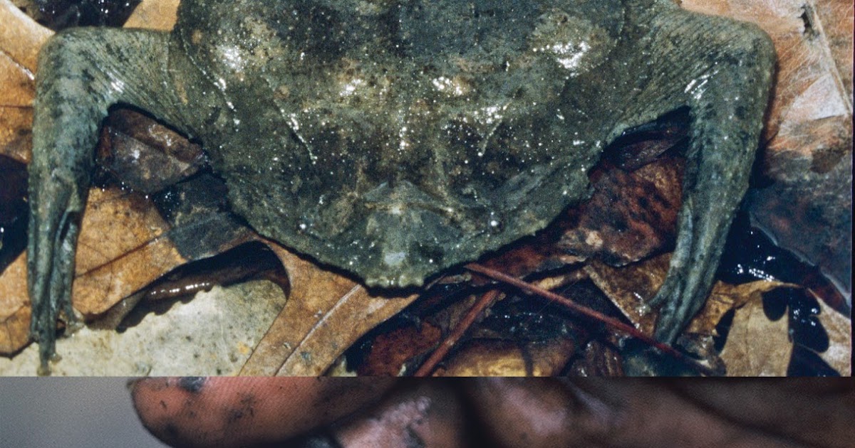 The Herpetology of Trinidad and Tobago: Suriname Toad, Pipa pipa ...