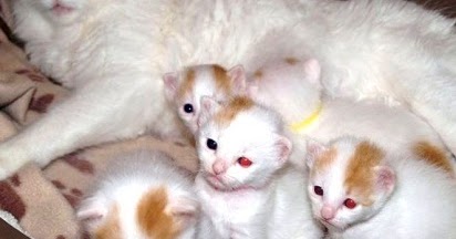 Cara Membedakan Kucing Jantan Dan Betina Yang Baru Lahir - Cara Membedakan