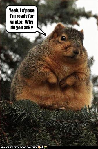 funny squirrel pictures with captions, funny squirrel Images with ...