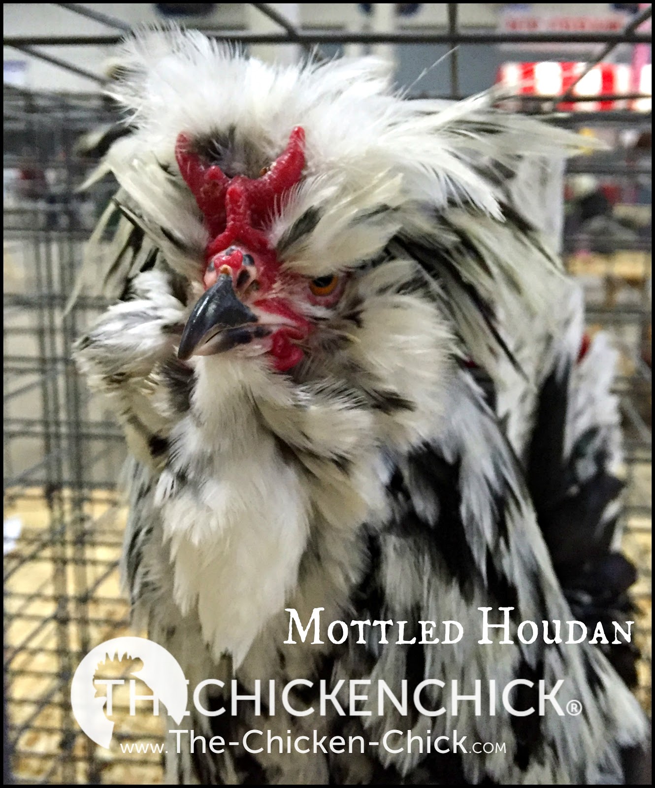 Tips For The Help Of Crested Chicken Breeds