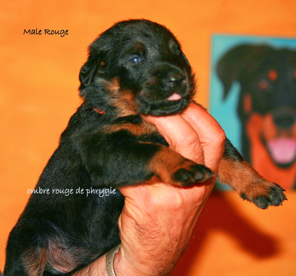 Beauceron, chiots beaucerons, Eleveur landes 40120 : Les chiots ...