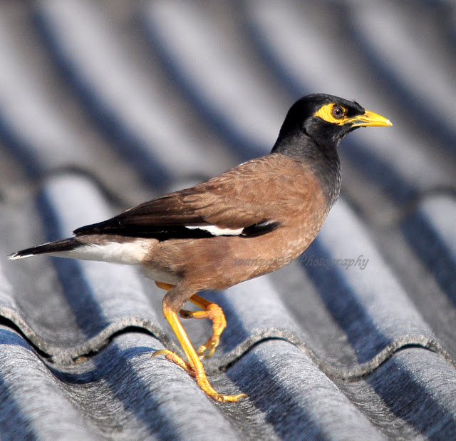 wanzai99 PHOTOGRAPHY: Burung Tiong Gembala Kerbau