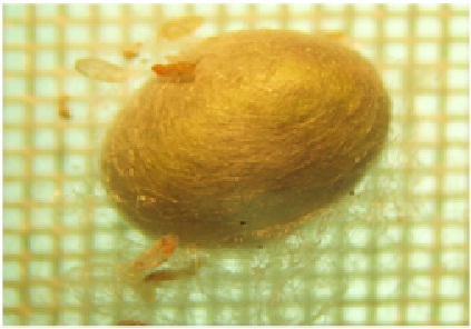 Chrysoperla externa una alternativa en el control biológico de plagas ...