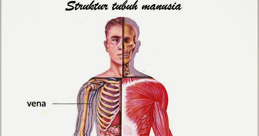 Struktur Tubuh pada Manusia - izalaja.com