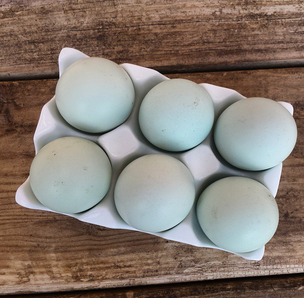 Olive Egger Chickens - Fresh Eggs Daily®