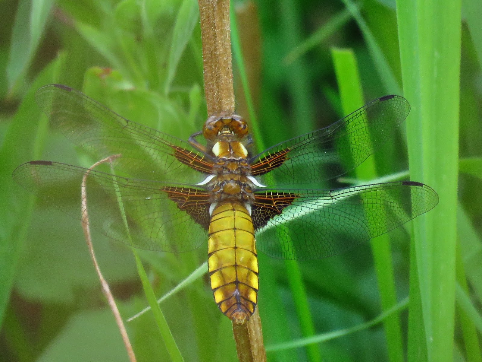 BugBlog: Broad-bodied Chasers