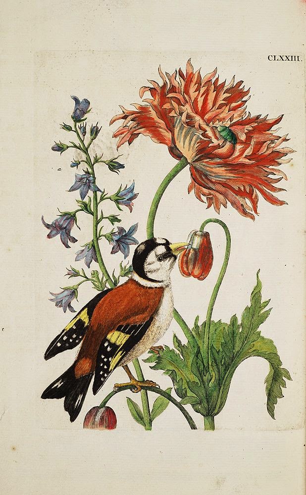 The Painted Prism: WOMEN ARTISTS: Maria Sibylla Merian