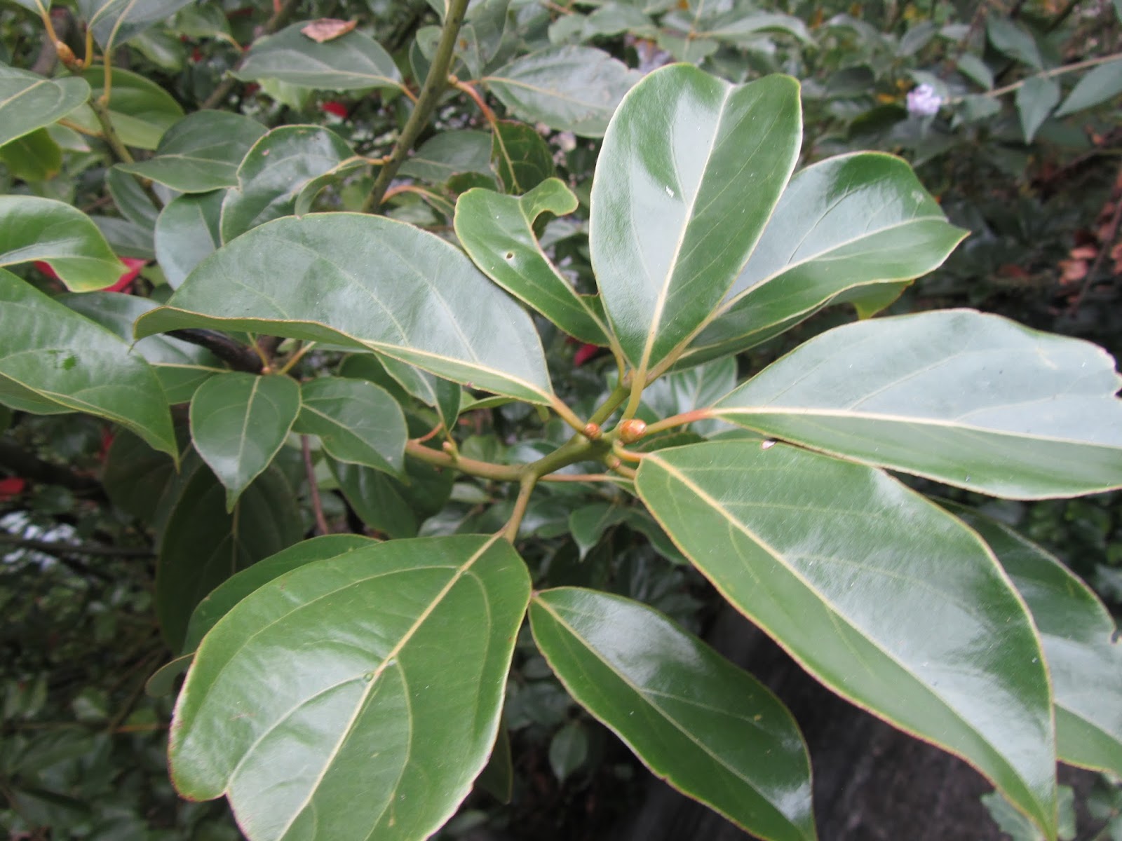 Come Coltivare la Pianta della Canfora (Cinnamomum camphora) ? | Il ...