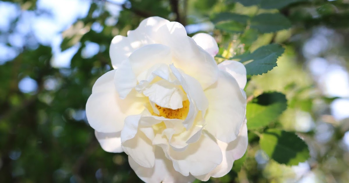 MAIKUN KUKKA JA RISU: RUUSUN KUKKIA LÄHIKUVASSA JA VÄHÄN MUUTAKIN