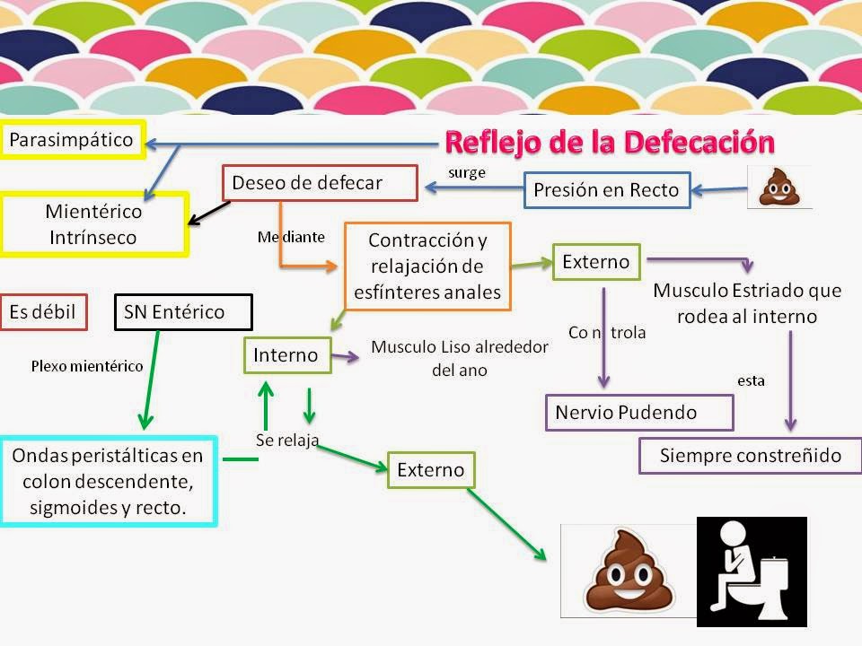 Blog de Fisiología Médica de Noemí Aidé López Castro: Reflejo de la ...