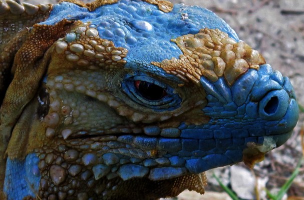 Blog do M@rcondes: Quase extintas, iguanas azuis são vistas em parque ...