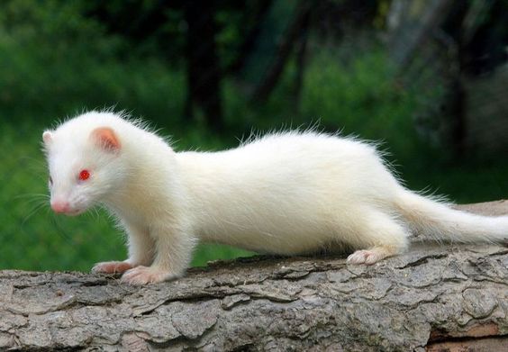 A-Z List of 125 Rare Albino Animals [Pics] - Our World Stuff