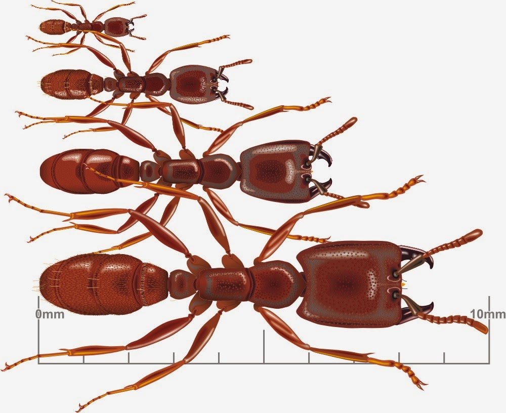 - Ants of Southern Africa -: Ants >5mm and up to about 10 mm long