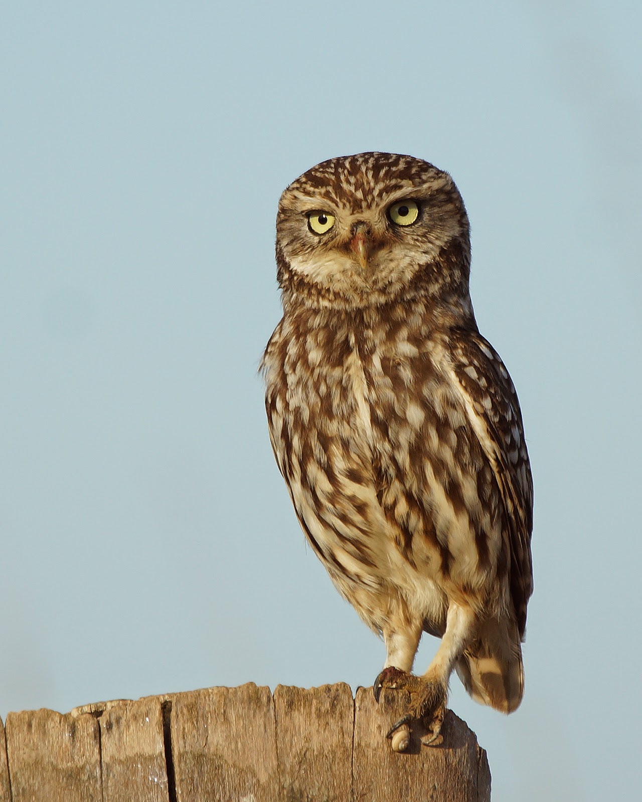 Pasión por las aves: Mochuelo europeo.(Athene noctua)