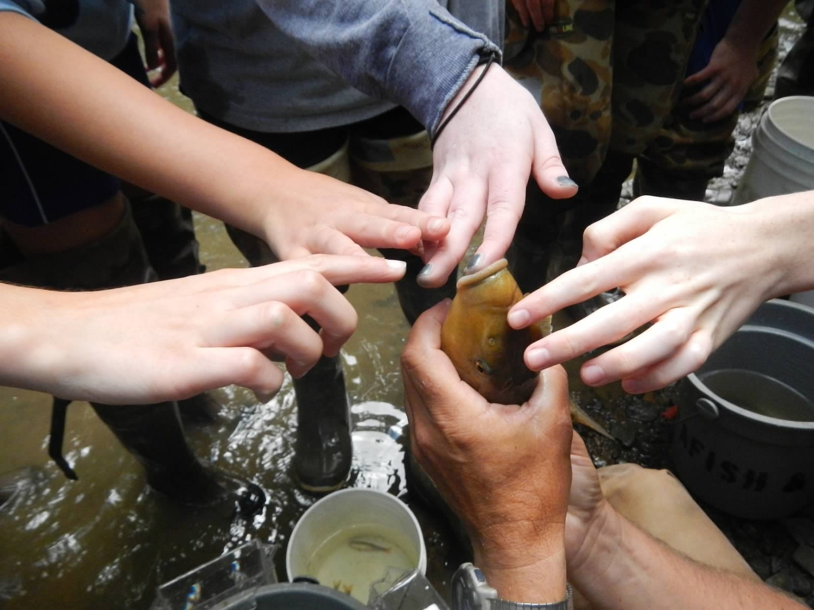 Freshwater Academy : Electrofishing!