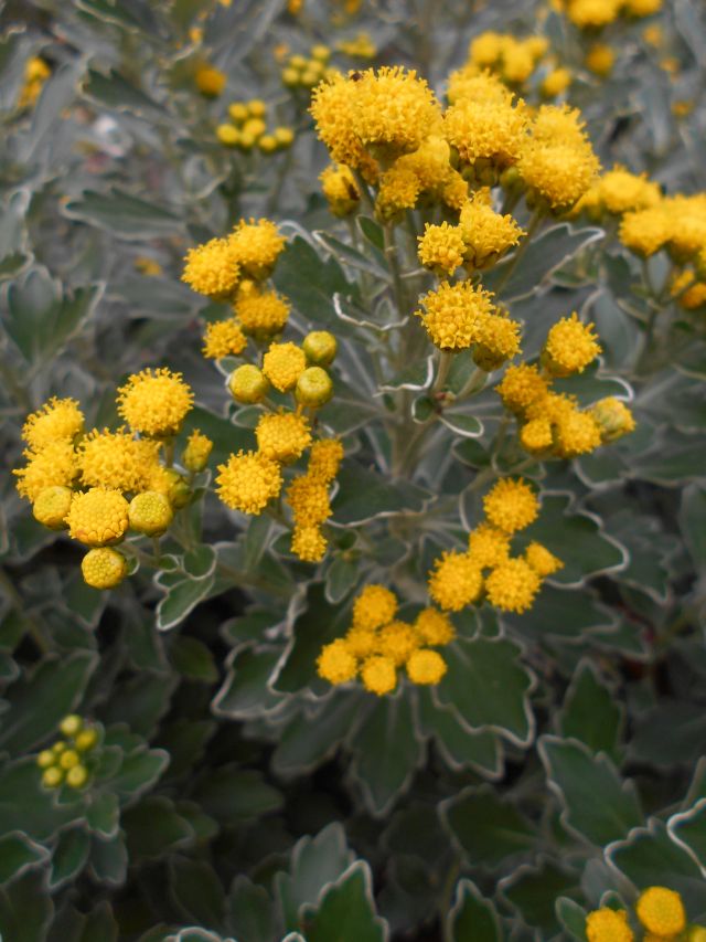 Future Plants by Randy Stewart: Ajania