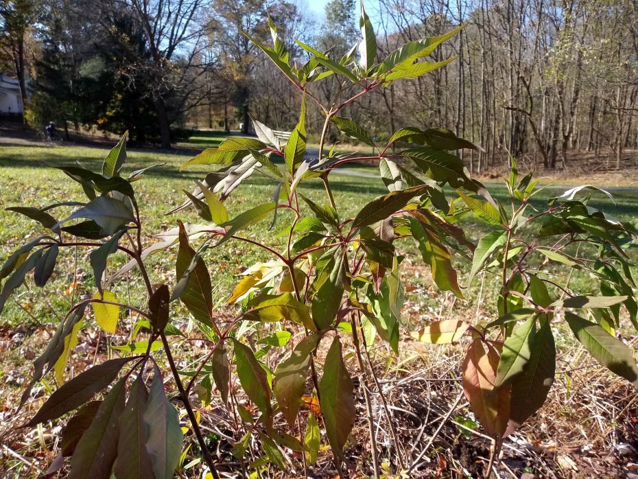 Future Plants by Randy Stewart: Vitex - the Chaste Tree family