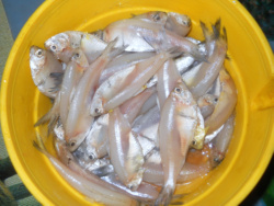 Rasoi: Maurali Machha Chadchadi