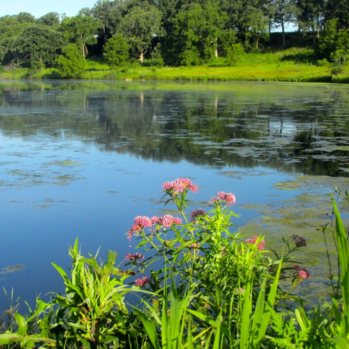 Travel With Whippets: Prophetstown State Park --- West Lafayette Indiana