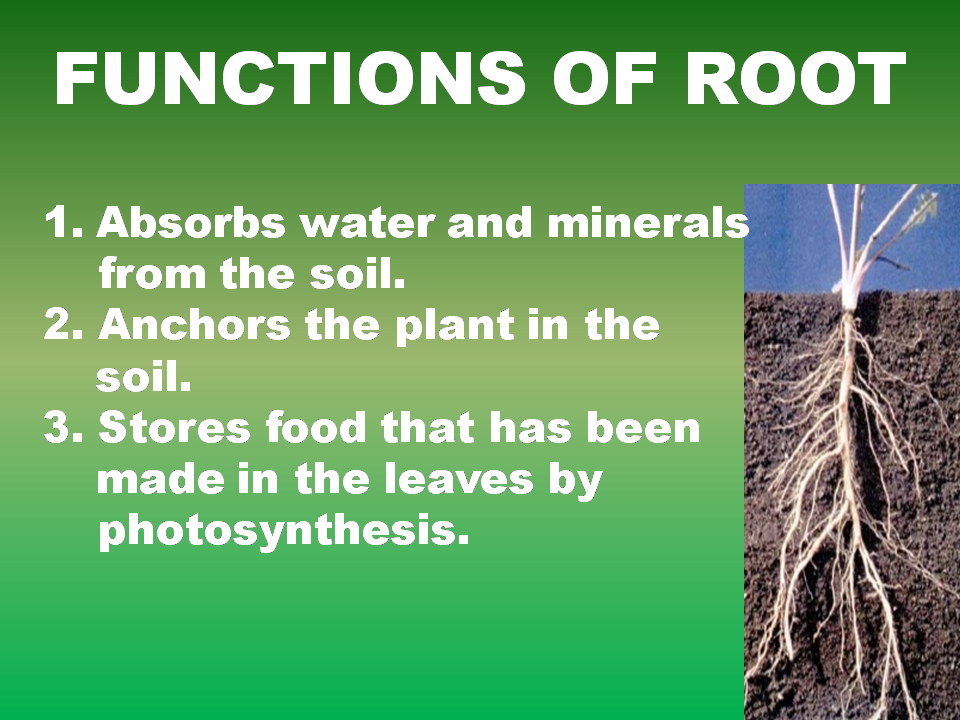 Science7: Semester 1Chapter 1 plants and Human Organisms