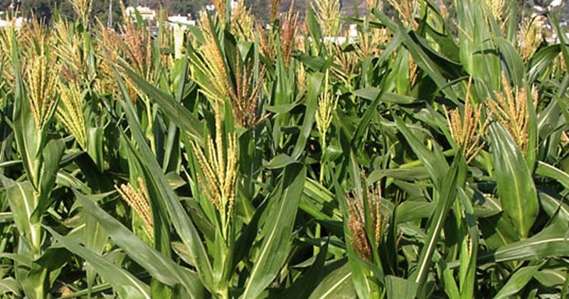 Semillas de Pasto Forrajero: VENTA DE SEMILLAS DE MILLO Zea Mays