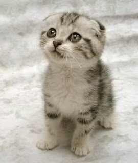 Kucing Kita Semua...!: Fakta Menarik Tentang Kucing