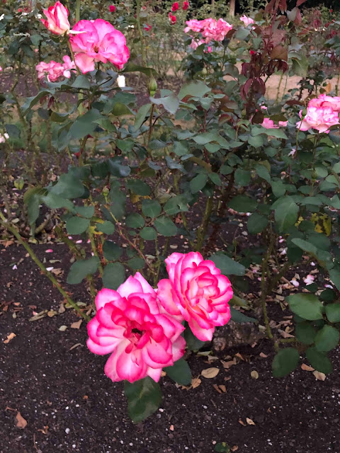 Hawaii Mom Blog: Visit New Zealand: Murray Linton Rose Garden