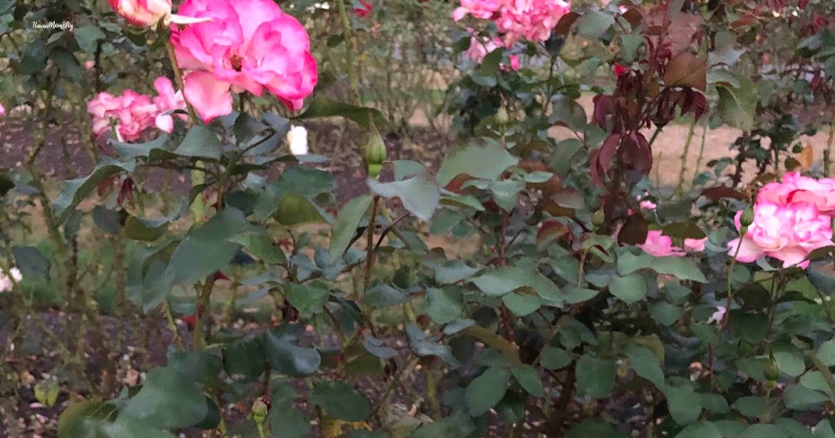 Hawaii Mom Blog: Visit New Zealand: Murray Linton Rose Garden