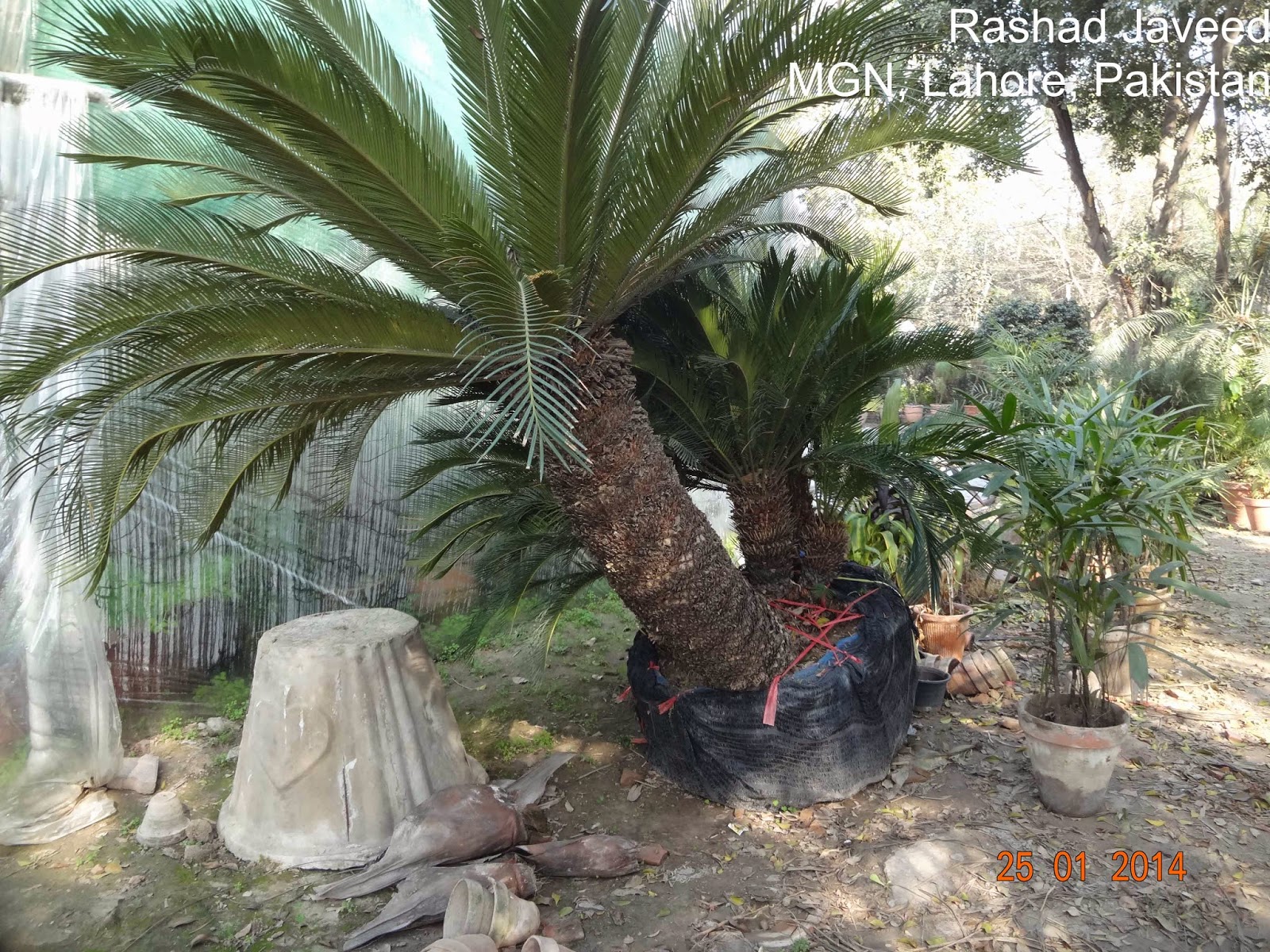 Plants of Lahore - Pakistan: September 2014