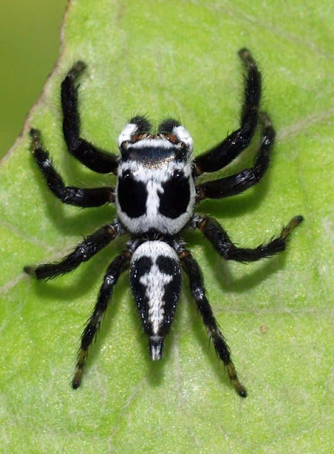 A group of the finest and most beautiful rare spiders | TOOOPIC