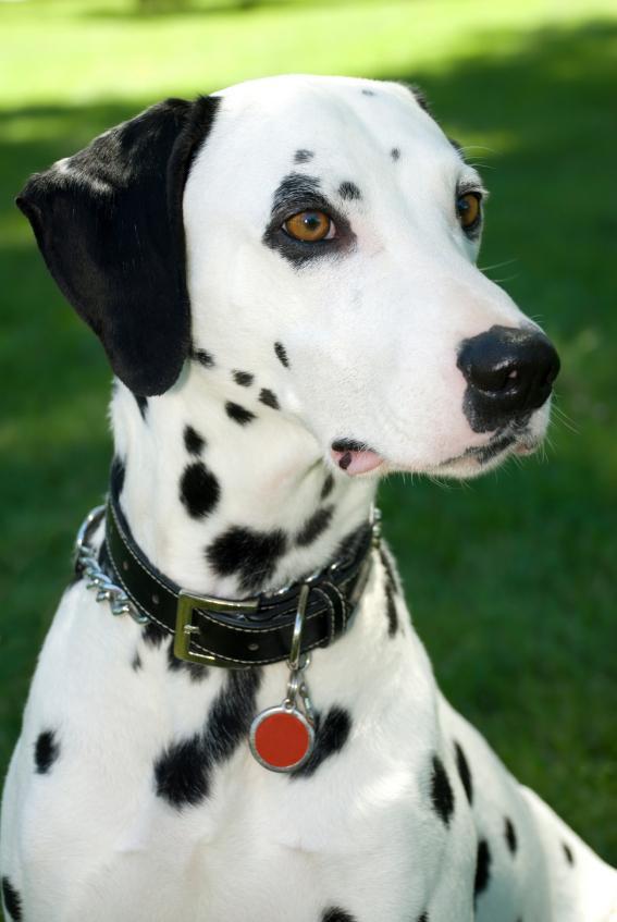 kelvin black: All Dogs Breed,Catergory D