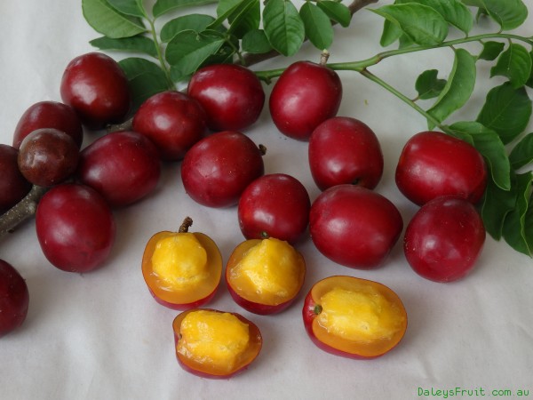 Umbu e outras frutas nativas são boas opções para agricultura familiar