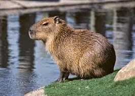 wildlife: Capybara Endowments and Diagram of the Capybara