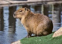 wildlife: Capybara Endowments and Diagram of the Capybara